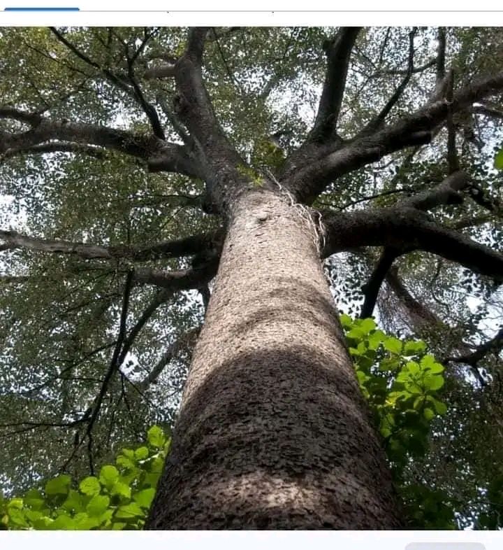Akpu Spiritual Tree And Its Significance. – DIBIA NWANGWU UCHENDU