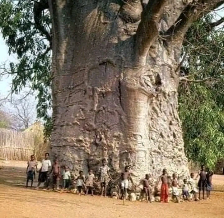 How To Remove Negative Energy By Hugging Special Trees. – DIBIA NWANGWU ...