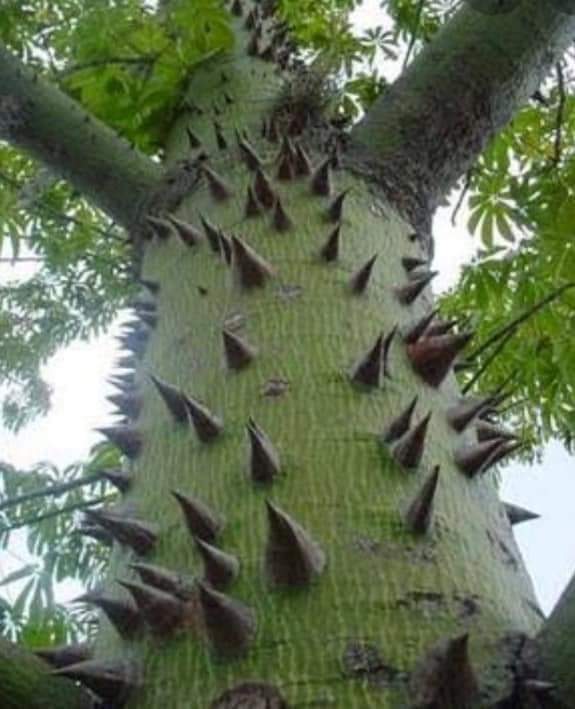 Akpu Spiritual Tree And Its Significance. – DIBIA NWANGWU UCHENDU