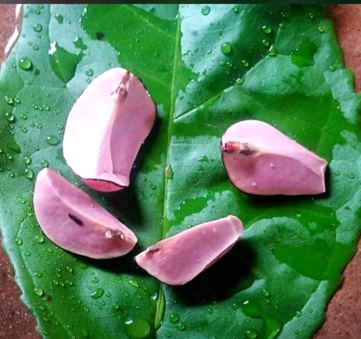 Ọjị Igbo And Its Significance In Ọdịnanị Igbo Spirituality. – DIBIA ...