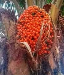 Ojukwu: The Mighty And Powerful Spiritual Tree. – DIBIA NWANGWU UCHENDU