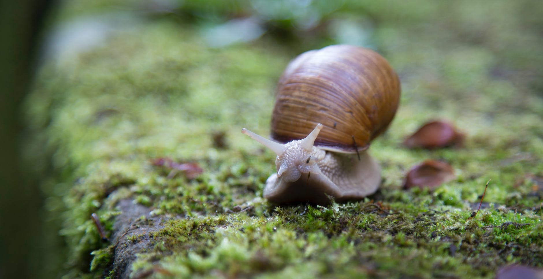 Gross Misconceptions About The Snail. – DIBIA NWANGWU UCHENDU