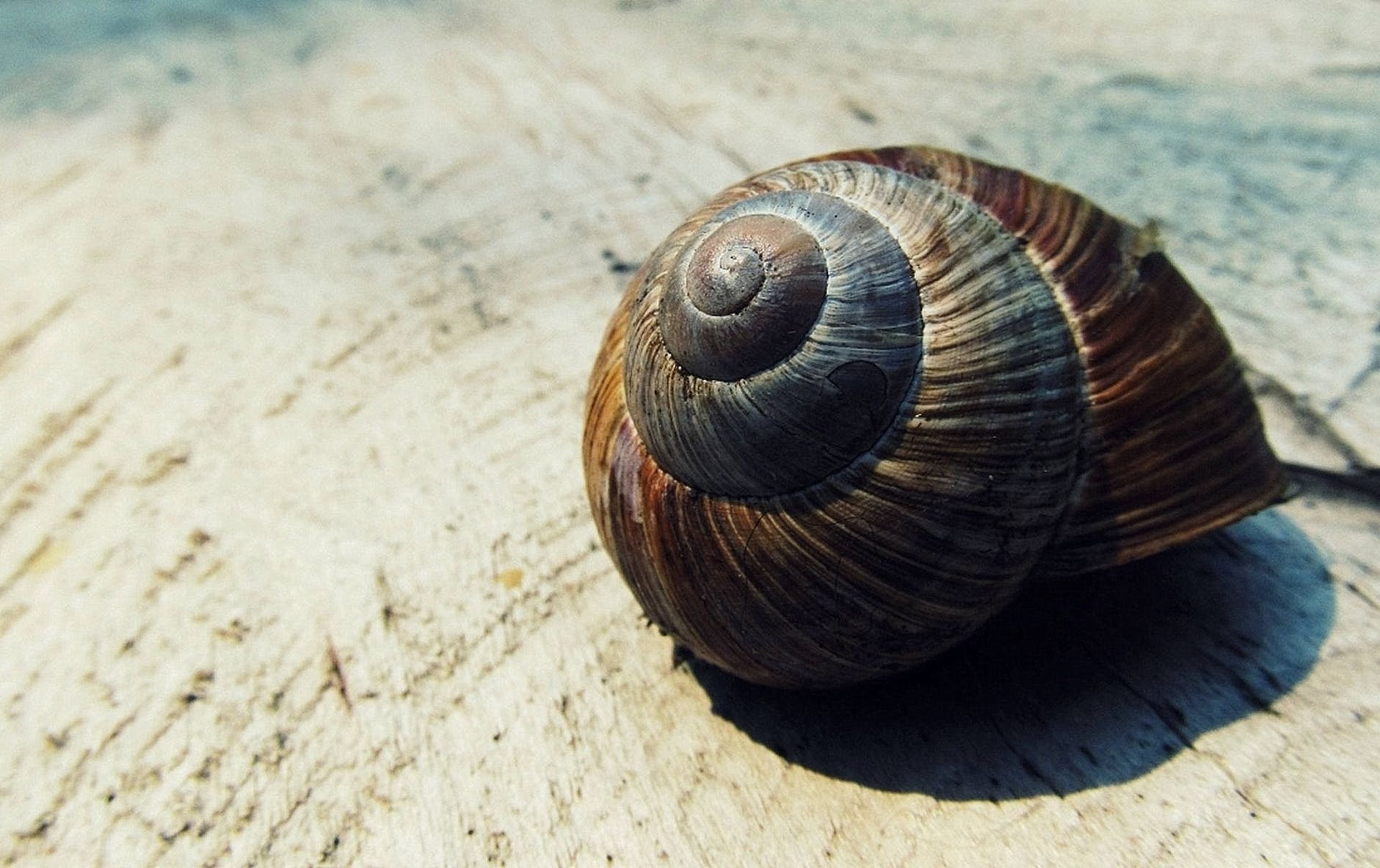 Gross Misconceptions About The Snail. – DIBIA NWANGWU UCHENDU