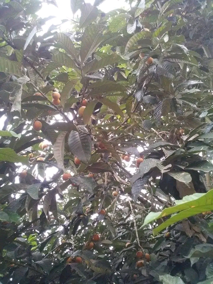 Ukwu Ụdara: The Spiritual Representation Of Akwali Ọmụmụ. – DIBIA ...