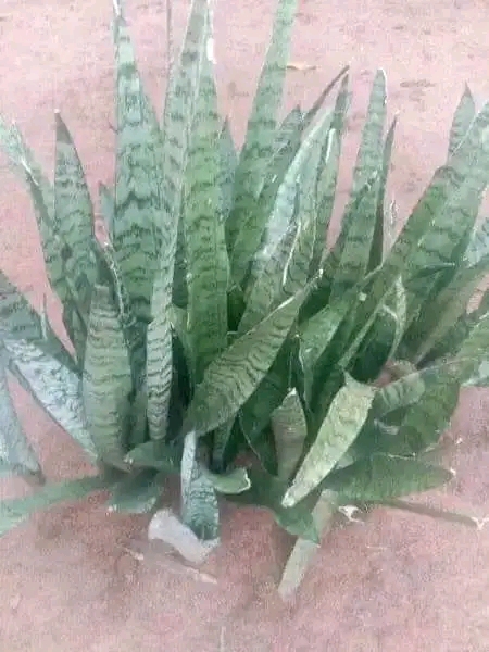 Therapeutic And Spiritual Components Of Ebube Agụ. – DIBIA NWANGWU UCHENDU